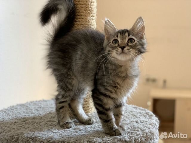 Малышка Пушинка примерно 3 месяца в добрые руки