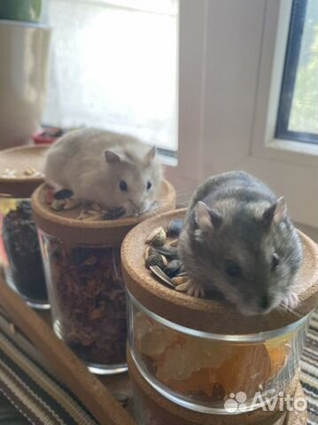 Продам хомяков элитной породы «домашние, любимые»