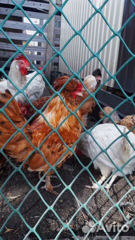 Куры и петухи
