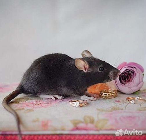 Крысята дамбо