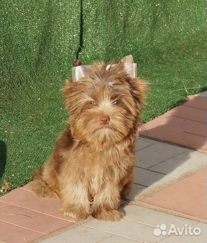 Девочка шоколадный мерле