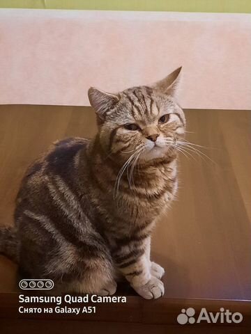 Шотландский кот на вязку