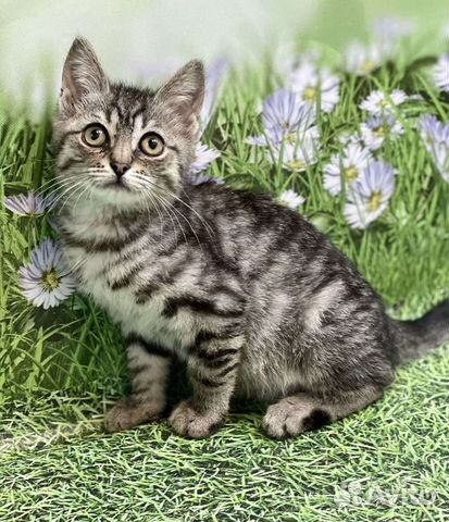 Котодети из приюта ищут своих родителей