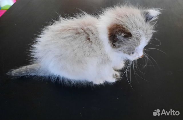 Котики бесплатно