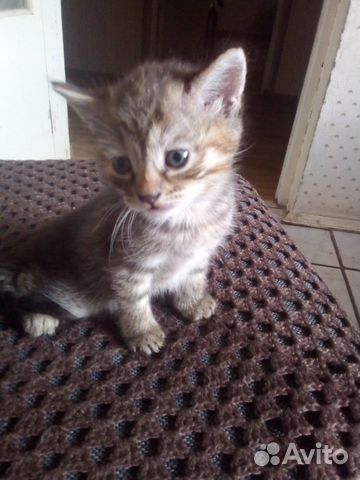 Кошка в дар