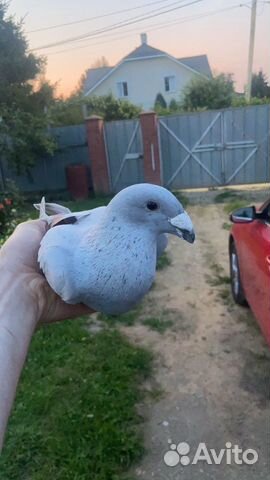 Почтовый голубь