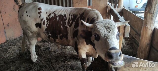 Бык на мясо продам