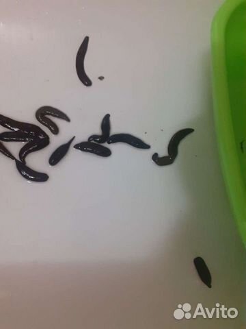 Пиявки на сома