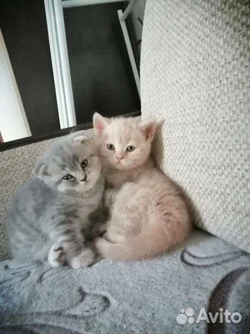 Британская