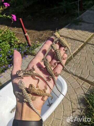 Бородатая агама(малыши)