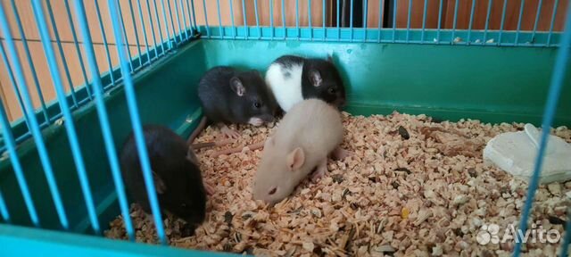 Декоративная крыса