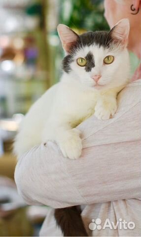Котики