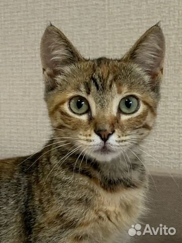 Котенок Крошка ищет дом