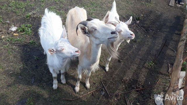 Коза с козлятами