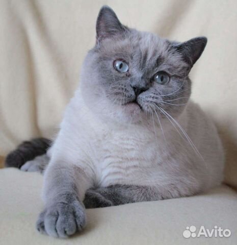 Британская кошечка