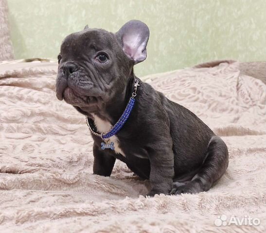 Мальчик голубого окраса без тигринок