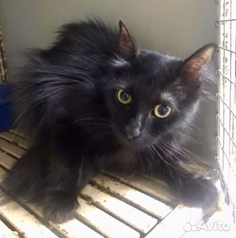 Кошечка Кармен в Ответственные Добрые руки