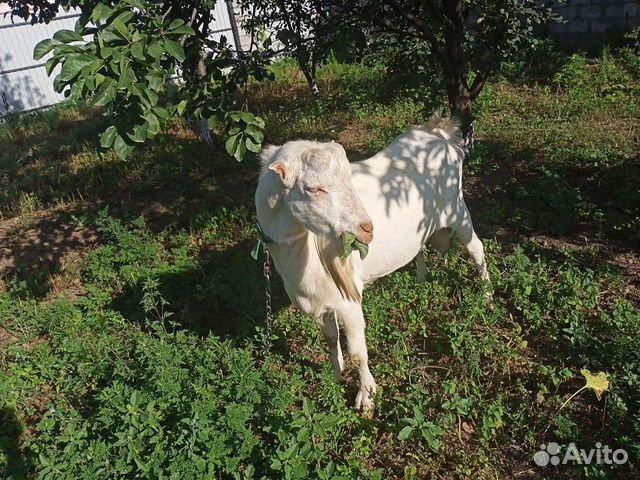 Козёл заано-альпийская