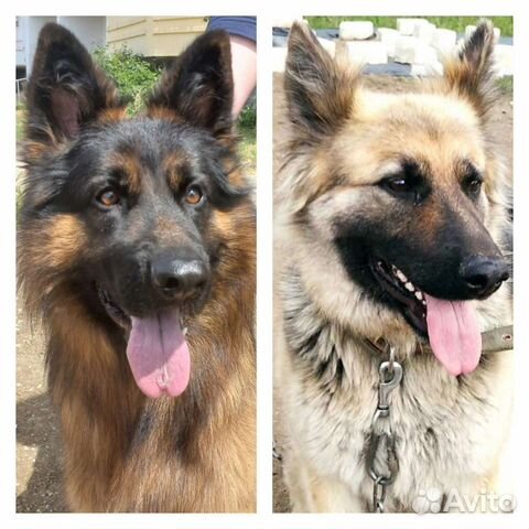 Немецкая овчарка