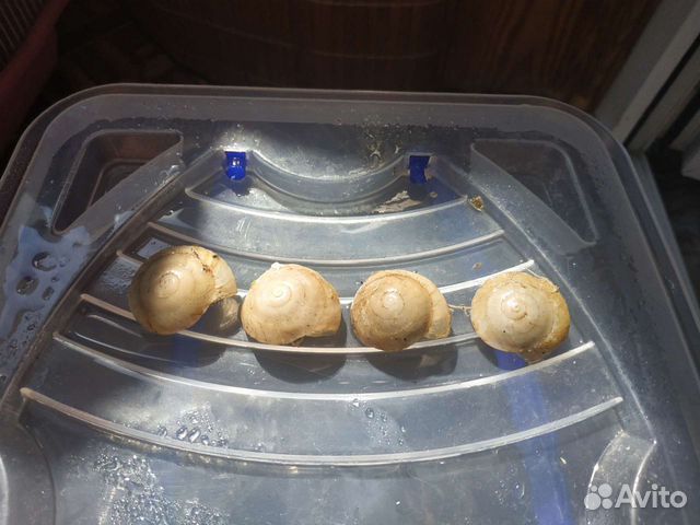 Улитки караколусы