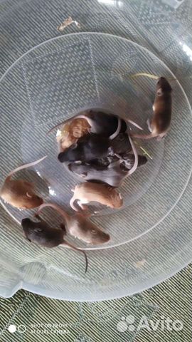 Сатиновые мыши, морские свинки, крысы сфинксы