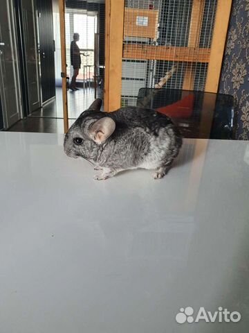 Шиншилла мальчик серый