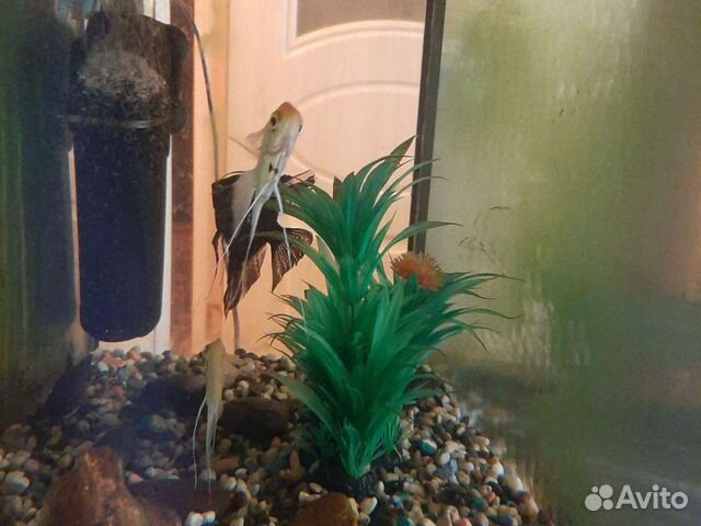 Аквариумные рыбки