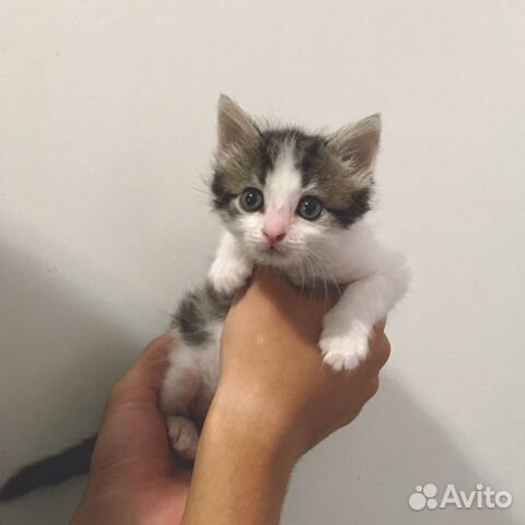 Котенок бесплатно, приучена к лотку