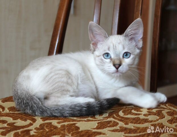 Кошечка Аля ищет дом