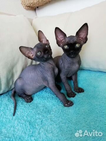 Черныши. Девочка и мальчик