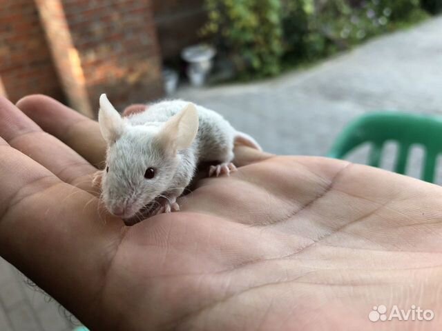 Сатиновый рекс