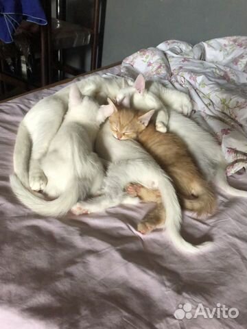 Котята домашние