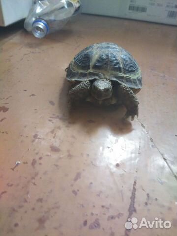 Черепаха сухопутная