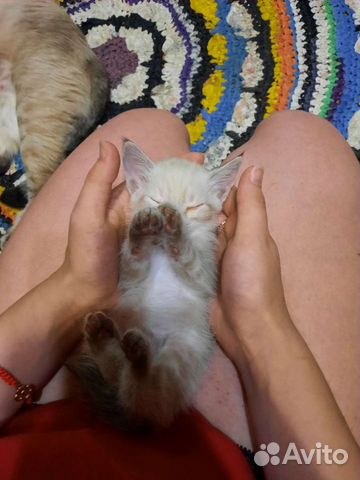 Священная бирма