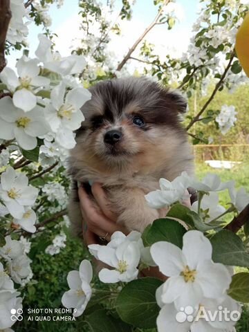 Малый немецкий шпиц