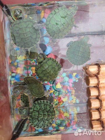 Декоративные черепашки