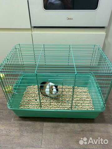 Морская свинка с клеткой