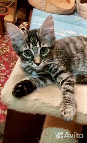 Котенок девочка Кася 3 мес