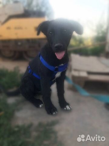 Щенок девочка