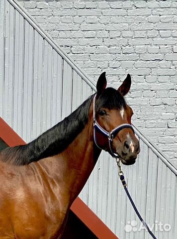 Кобыла в спорт