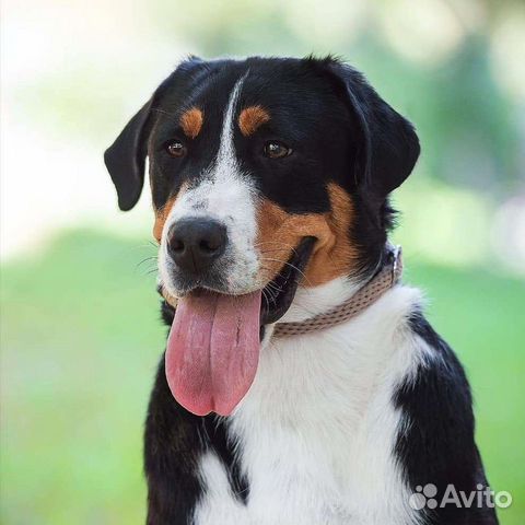 Большой швейцарский зенненхунд