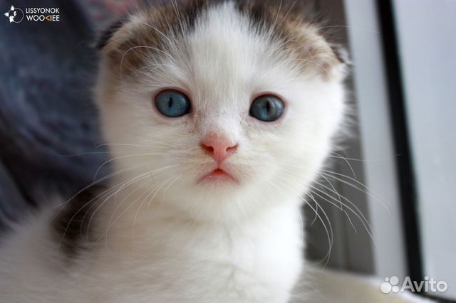 Шотландские вислоухие котята