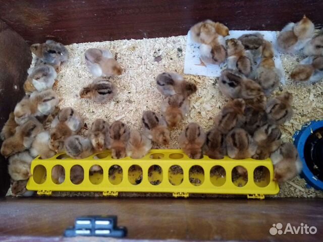 Цыплята Кучинская Юбилейная