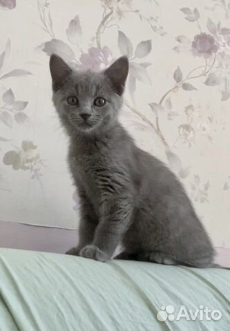 Шотландский прямоухий котенок