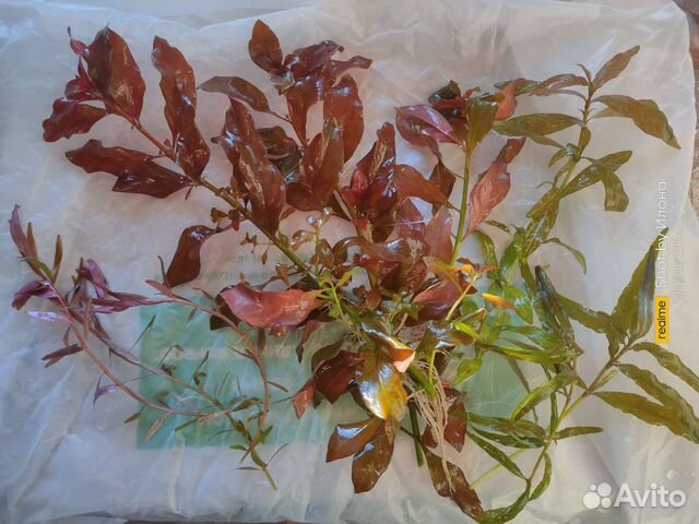 Растения для аквариума