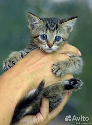 Очаровательная Молли ищет дом