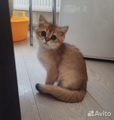 Котенок порода золотая шиншилла мальчик