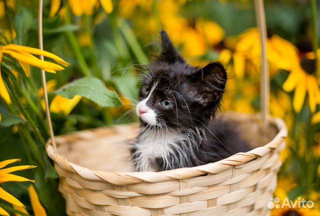 Котик Майкл в добрые руки