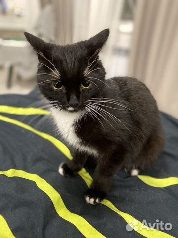 Молодая Кошка