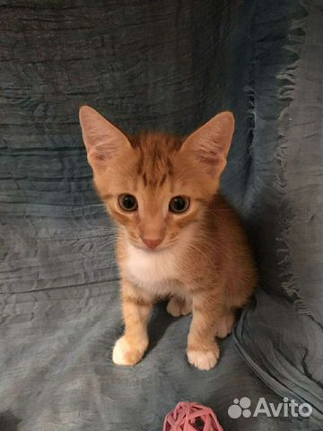 Офигенные котята дворяне в лучшие руки